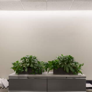 EDGE Outline | Pinnacle